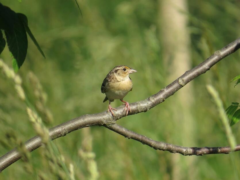 Grasshopper Sparrow | Mass.gov